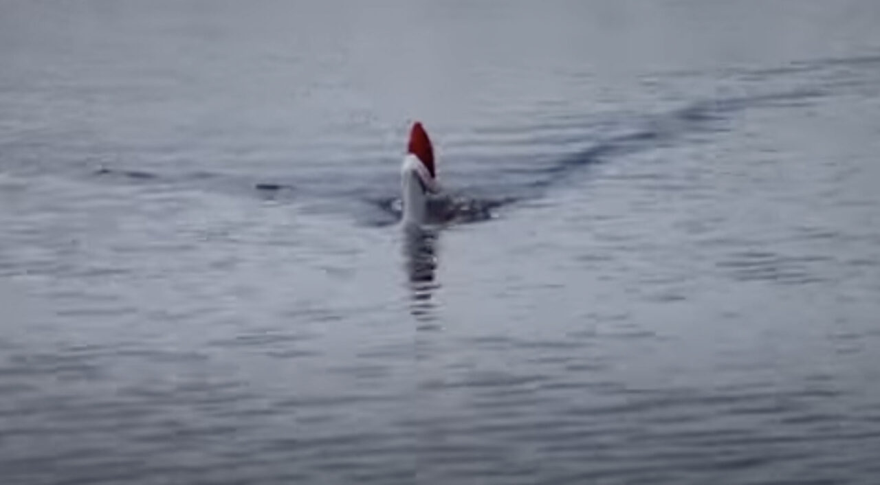 'Santa Jaws': 5 Reasons It's The Ultimate Feel Good Christmas Movie