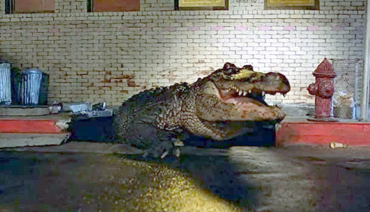 4 Monstrous Creature Features To Pair With 'Alligator'