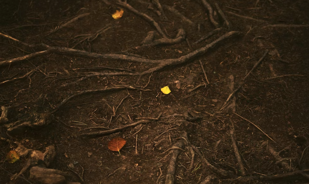Seven tips to escape being buried alive